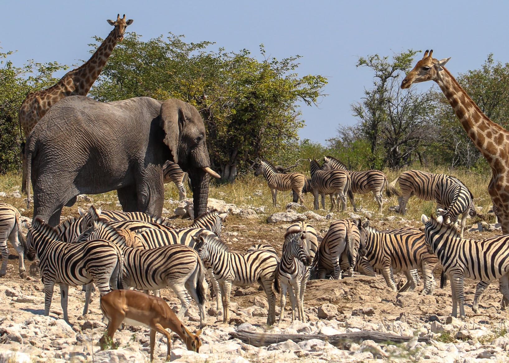 Namibia 24 november - 7 december 2026 • Avifauna